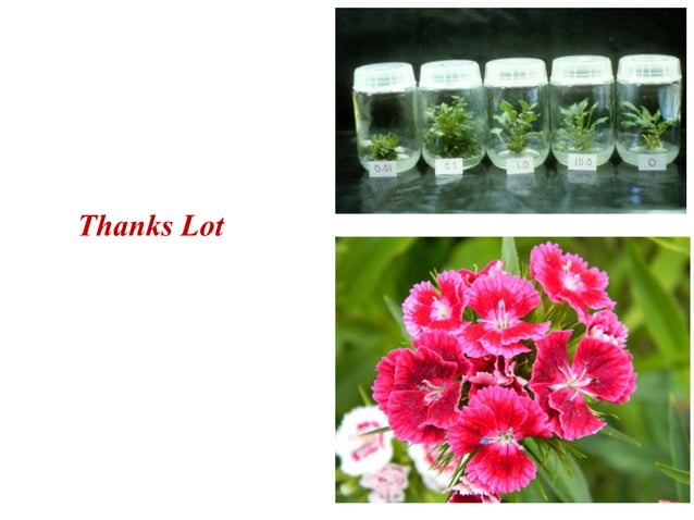 Lecture 19.ppt CRP 202346789 collage of agricultural | PPT