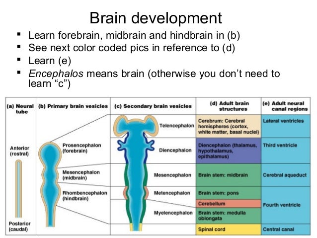 Lecture 19 central nervous system (a)