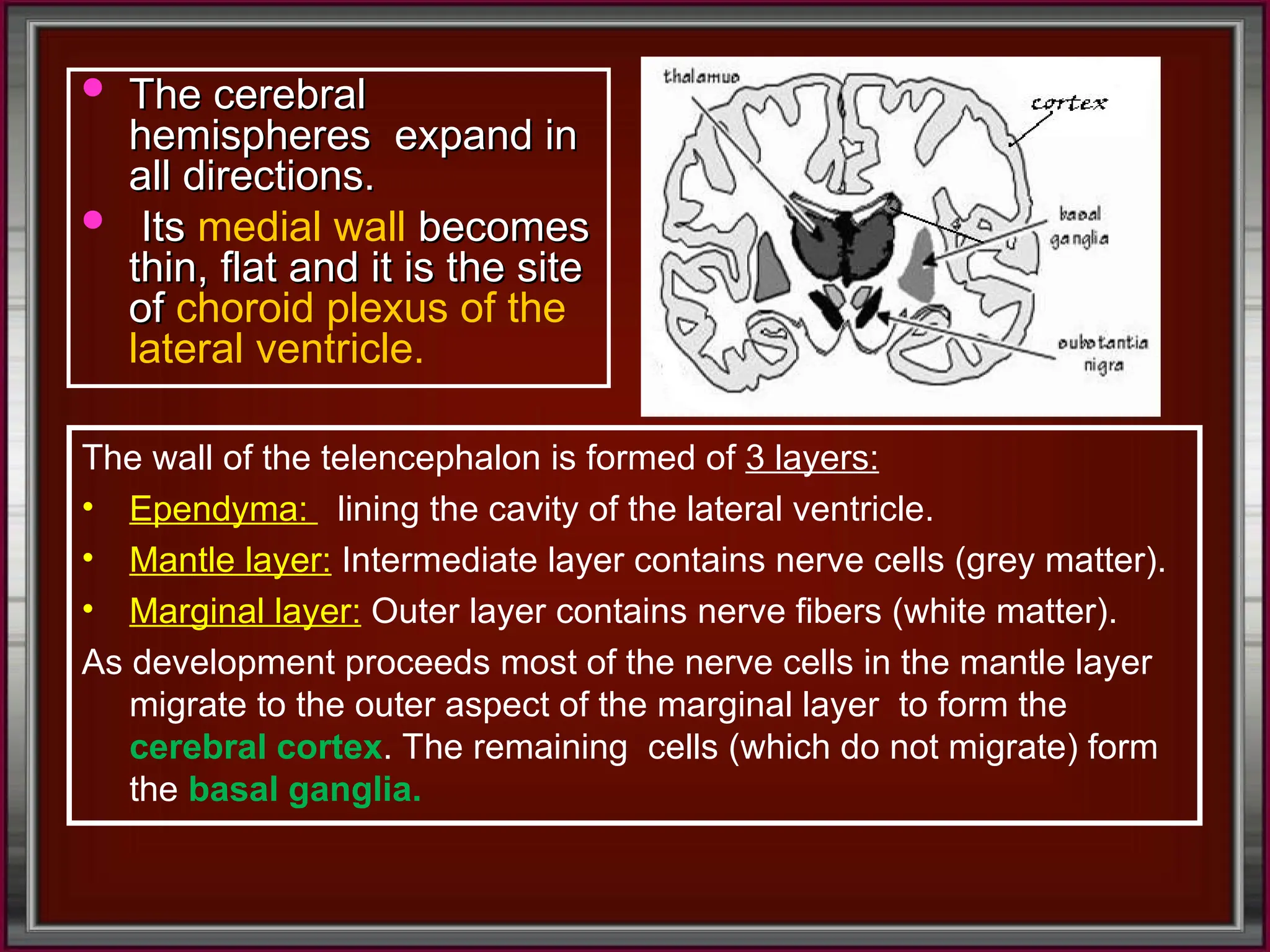 Lecture 19- Development of cerebrum & cerebellum 2013.ppt
