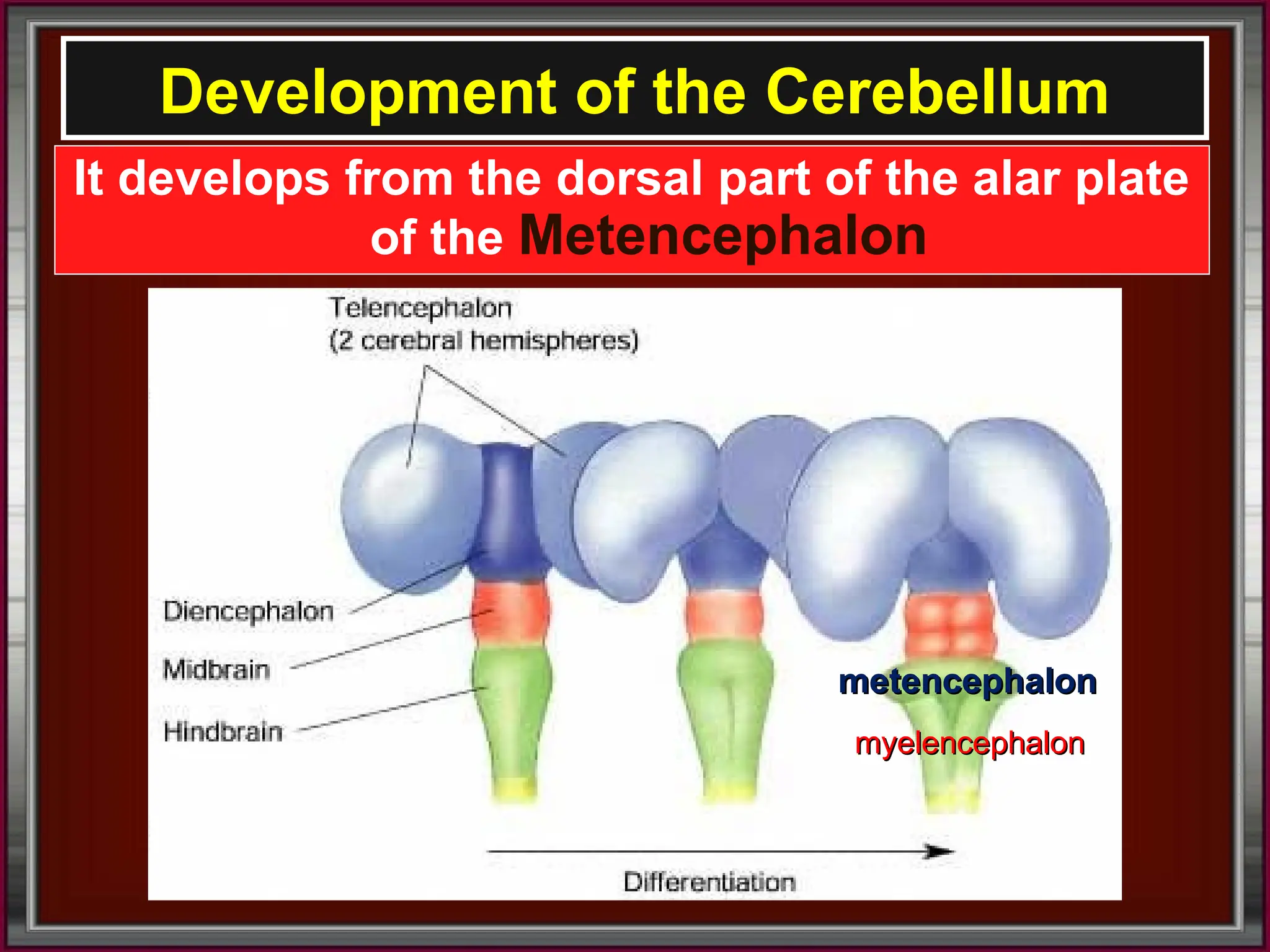 Lecture 19- Development of cerebrum & cerebellum 2013.ppt