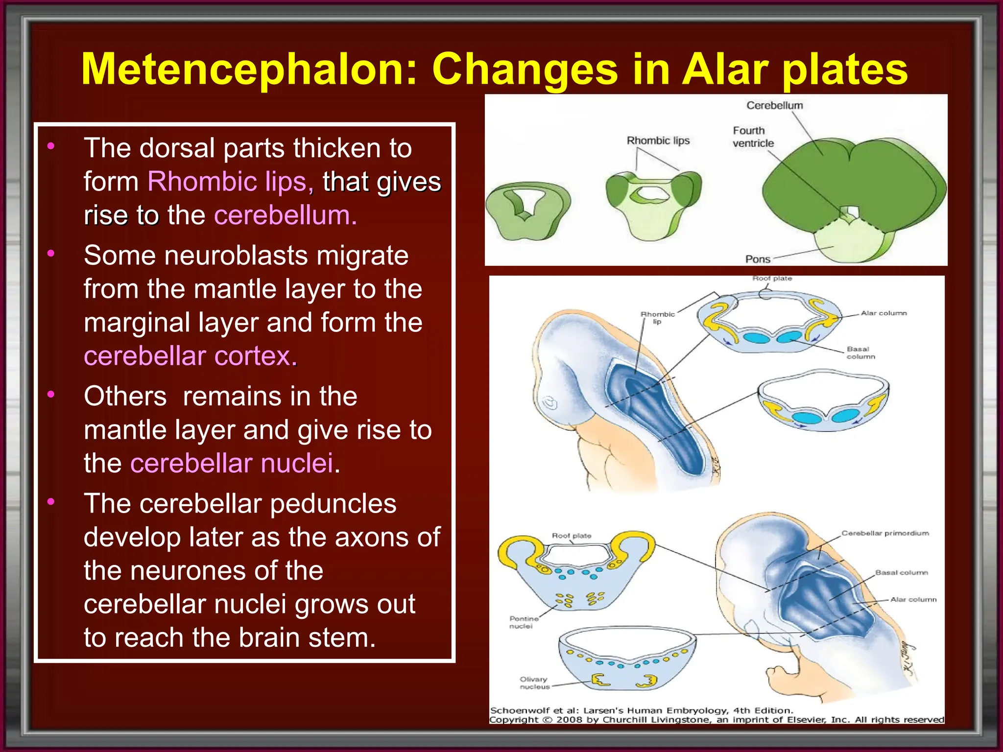 Lecture 19- Development of cerebrum & cerebellum 2013.ppt