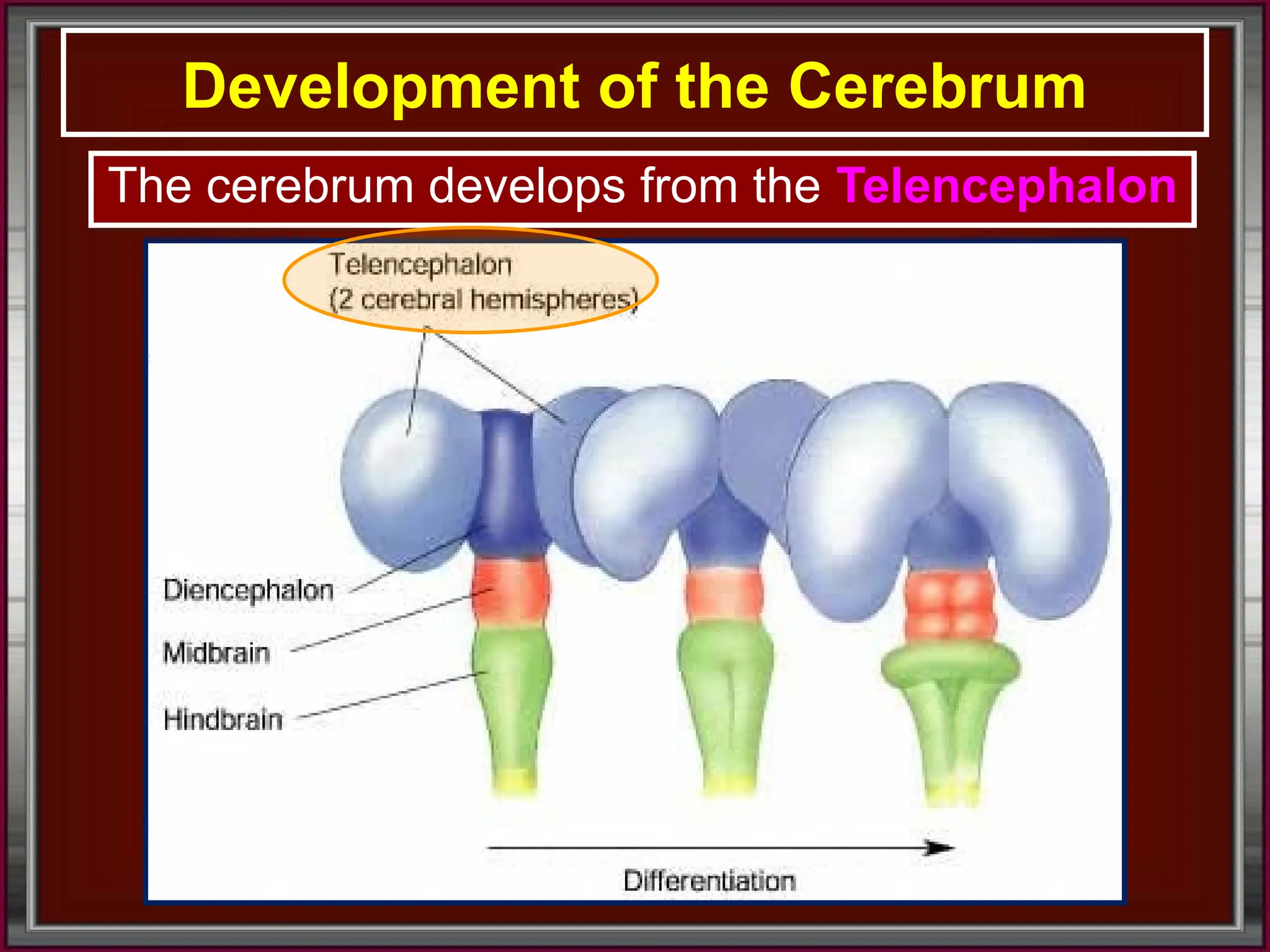 Lecture 19- Development of cerebrum & cerebellum 2013.ppt