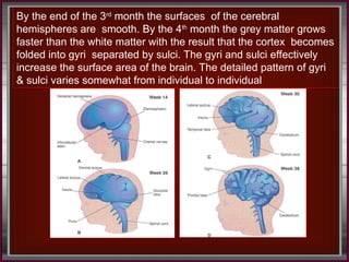 Lecture 19- Development of cerebrum & cerebellum 2013.ppt