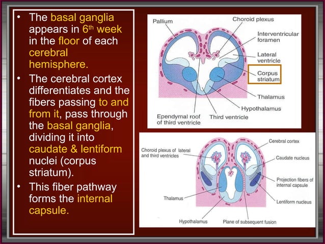 Lecture 19- Development of cerebrum & cerebellum 2013.ppt