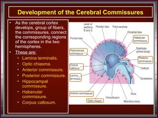 Lecture 19- Development of cerebrum & cerebellum 2013.ppt