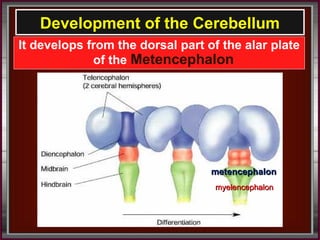 Lecture 19- Development of cerebrum & cerebellum 2013.ppt