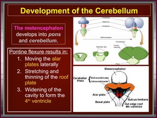 Lecture 19- Development of cerebrum & cerebellum 2013.ppt