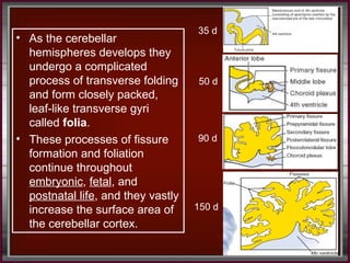 Lecture 19- Development of cerebrum & cerebellum 2013.ppt