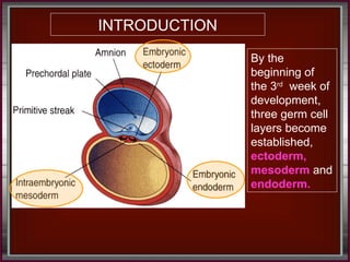 Lecture 19- Development of cerebrum & cerebellum 2013.ppt
