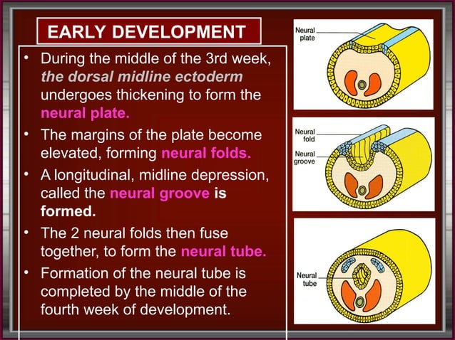 Lecture 19- Development of cerebrum & cerebellum 2013.ppt