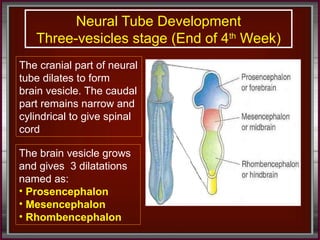 Lecture 19- Development of cerebrum & cerebellum 2013.ppt
