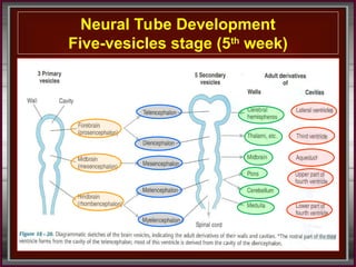 Lecture 19- Development of cerebrum & cerebellum 2013.ppt