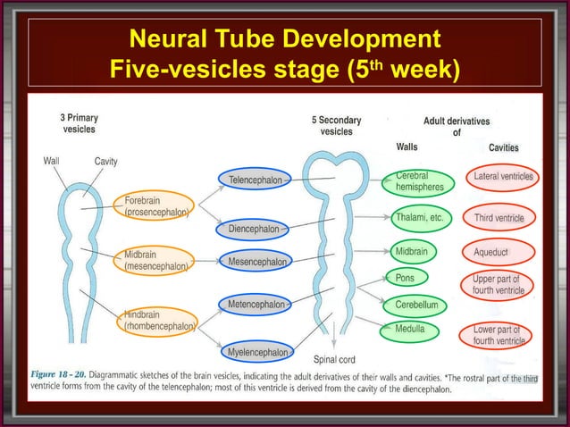 Lecture 19- Development of cerebrum & cerebellum 2013.ppt