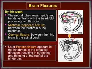 Lecture 19- Development of cerebrum & cerebellum 2013.ppt