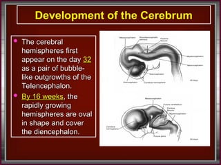 Lecture 19- Development of cerebrum & cerebellum 2013.ppt