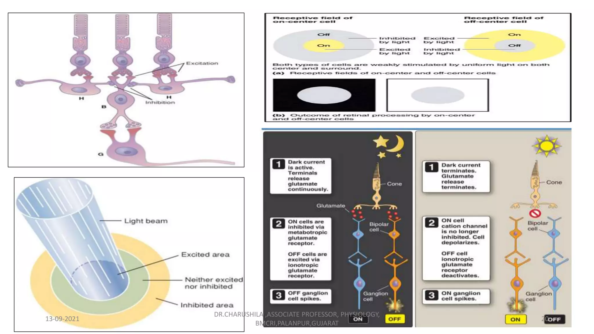 Lecture 4/2022 Special senses -Vision 4 -Physiology of vision ...