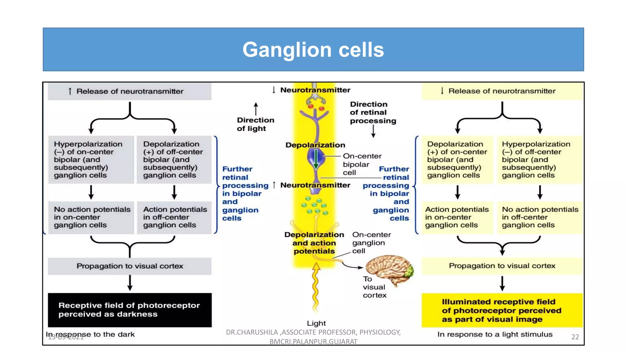 Lecture 4/2022 Special senses -Vision 4 -Physiology of vision - Processing of visual impulse in ...