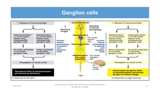 Lecture 4/2022 Special senses -Vision 4 -Physiology of vision ...