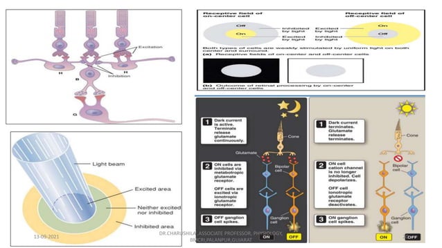 Lecture 4/2022 Special senses -Vision 4 -Physiology of vision ...