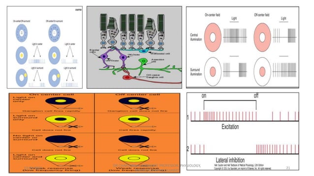 Lecture 4/2022 Special senses -Vision 4 -Physiology of vision ...