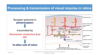 Lecture 4/2022 Special senses -Vision 4 -Physiology of vision ...