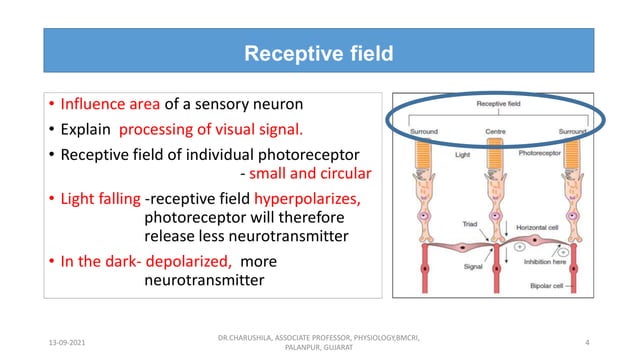 Lecture 4/2022 Special senses -Vision 4 -Physiology of vision ...