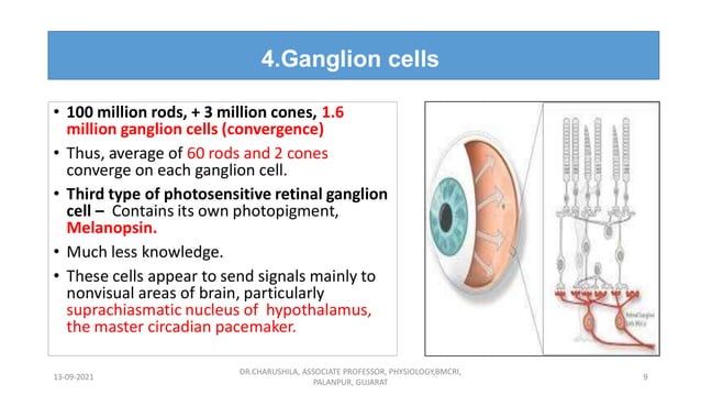 Lecture 4/2022 Special senses -Vision 4 -Physiology of vision - Processing of visual impulse in ...