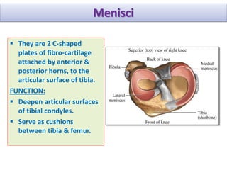 Lecture 19 Hip, Knee & ankle joints.pptx