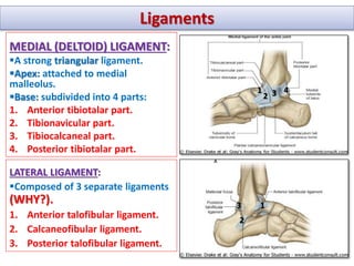 Lecture 19 Hip, Knee & ankle joints.pptx