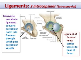 Lecture 19 Hip, Knee & ankle joints.pptx