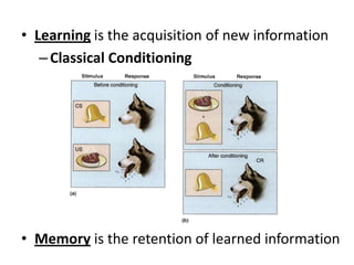 Lecture19 memory ii | PPTX | Brain and Nervous System Disorders | Diseases and Conditions