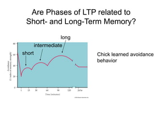 Lecture19 memory ii | PPTX | Brain and Nervous System Disorders ...