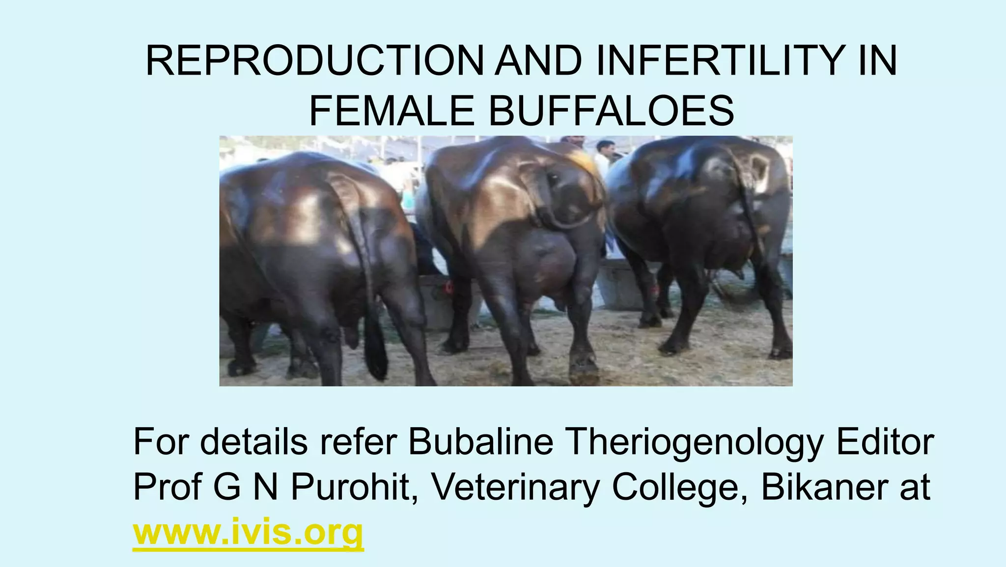 Lecture 19 Reproduction and infertility in female buffaloes | PDF