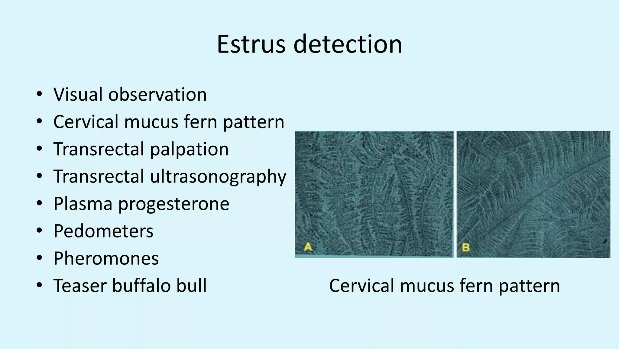 Lecture 19 Reproduction and infertility in female buffaloes | PDF