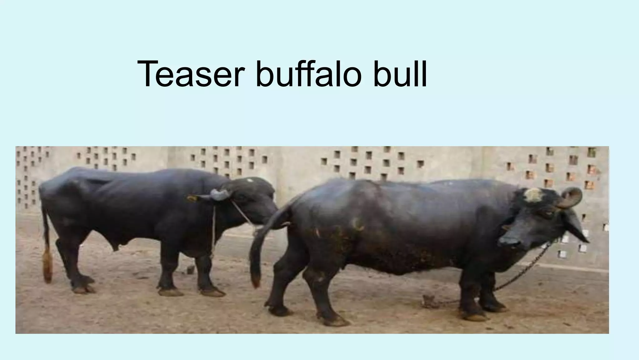 Lecture 19 Reproduction and infertility in female buffaloes | PDF