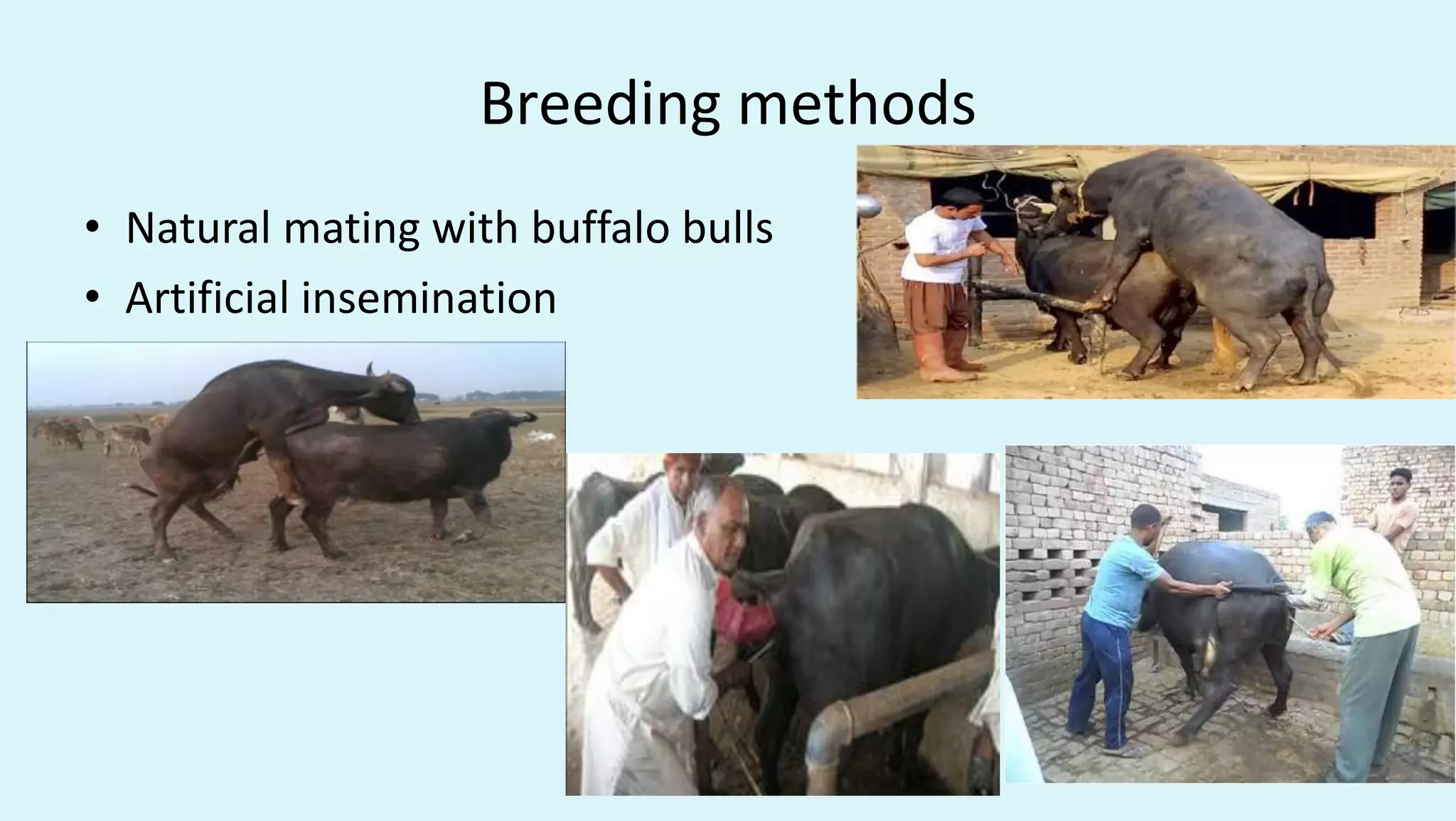 Lecture 19 Reproduction and infertility in female buffaloes | PDF