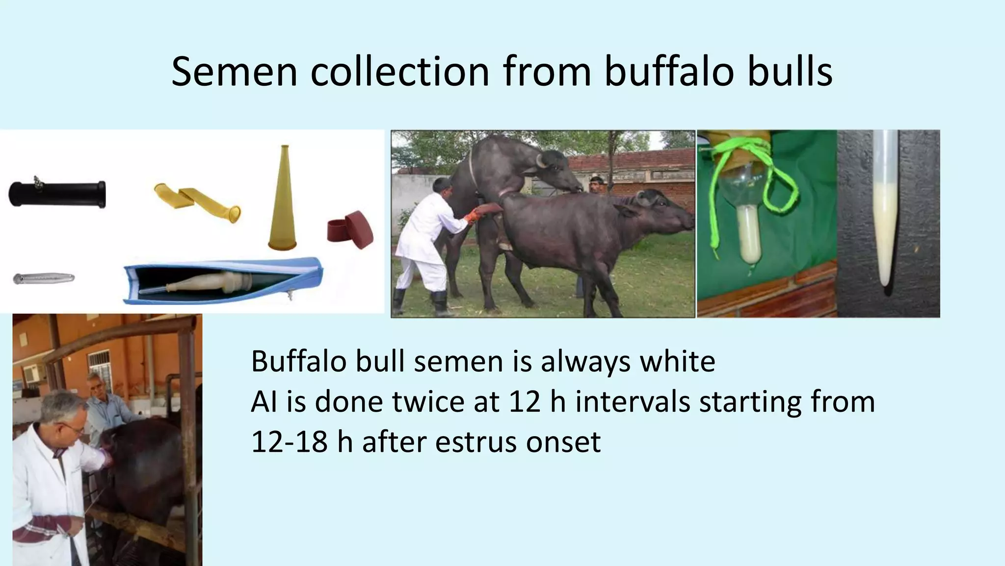 Lecture 19 Reproduction and infertility in female buffaloes | PDF