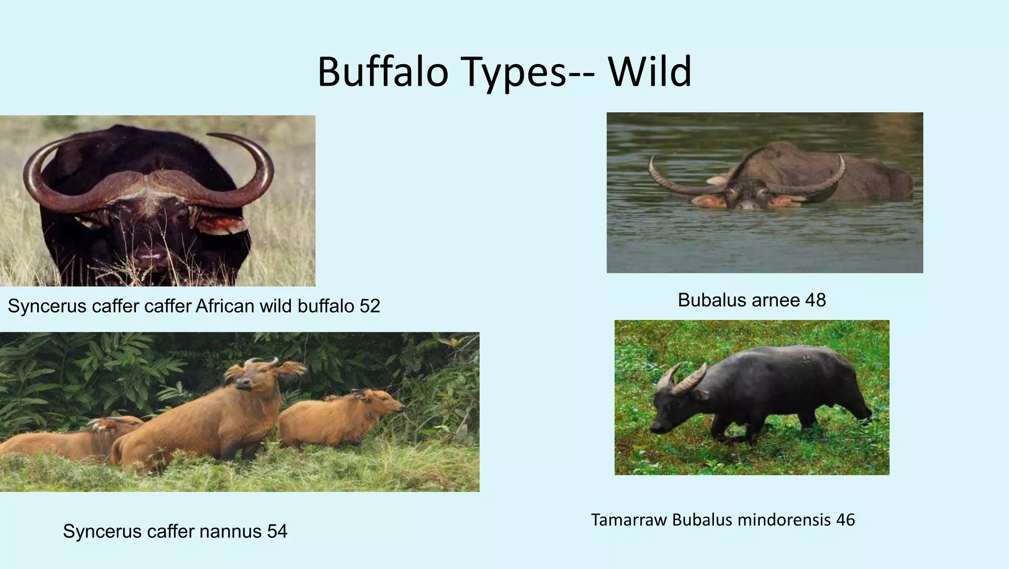 Lecture 19 Reproduction and infertility in female buffaloes | PDF