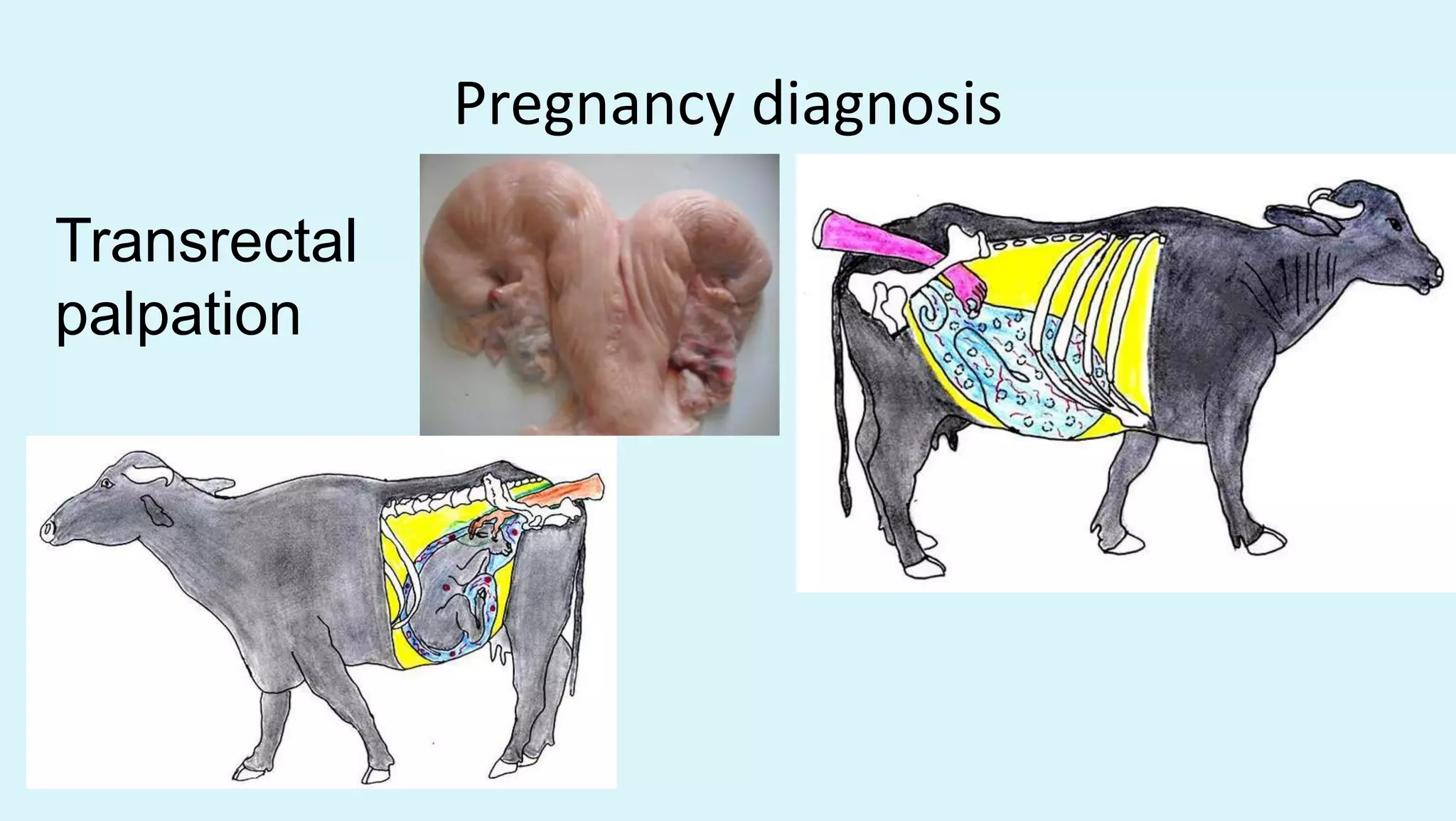 Lecture 19 Reproduction and infertility in female buffaloes | PDF