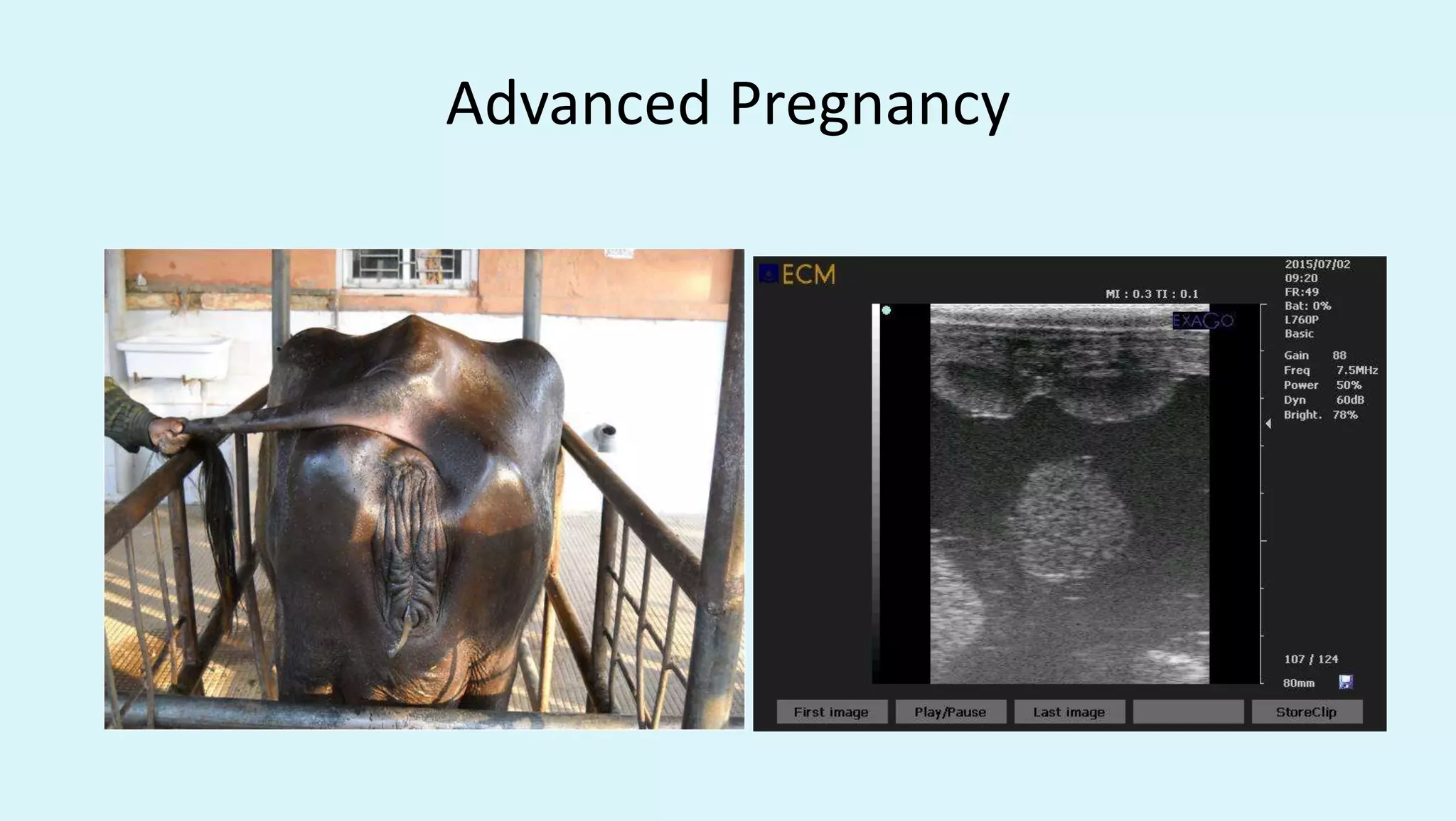 Lecture 19 Reproduction and infertility in female buffaloes | PDF