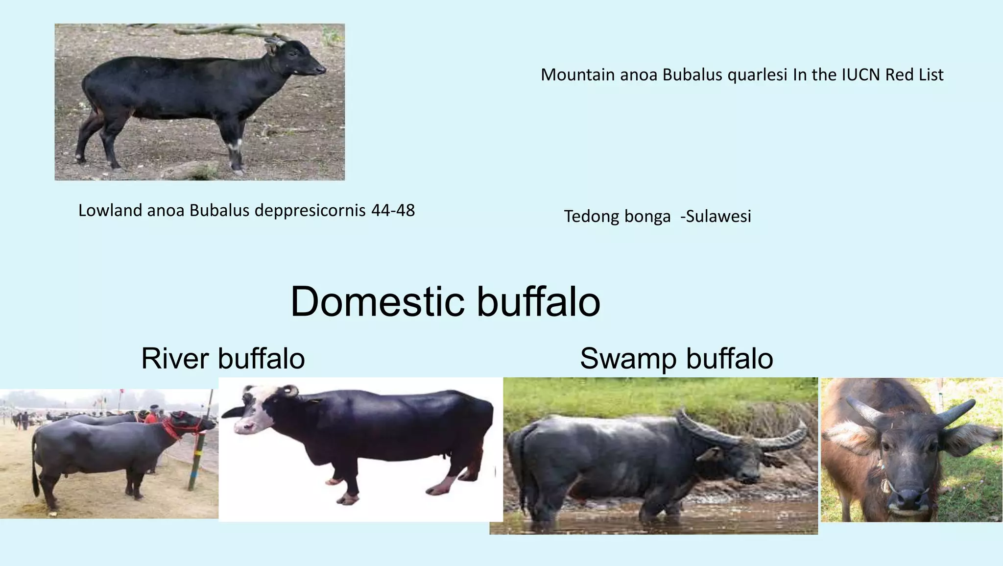 Lecture 19 Reproduction and infertility in female buffaloes | PDF