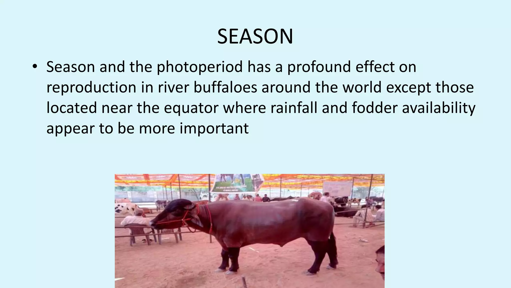 Lecture 19 Reproduction and infertility in female buffaloes | PDF