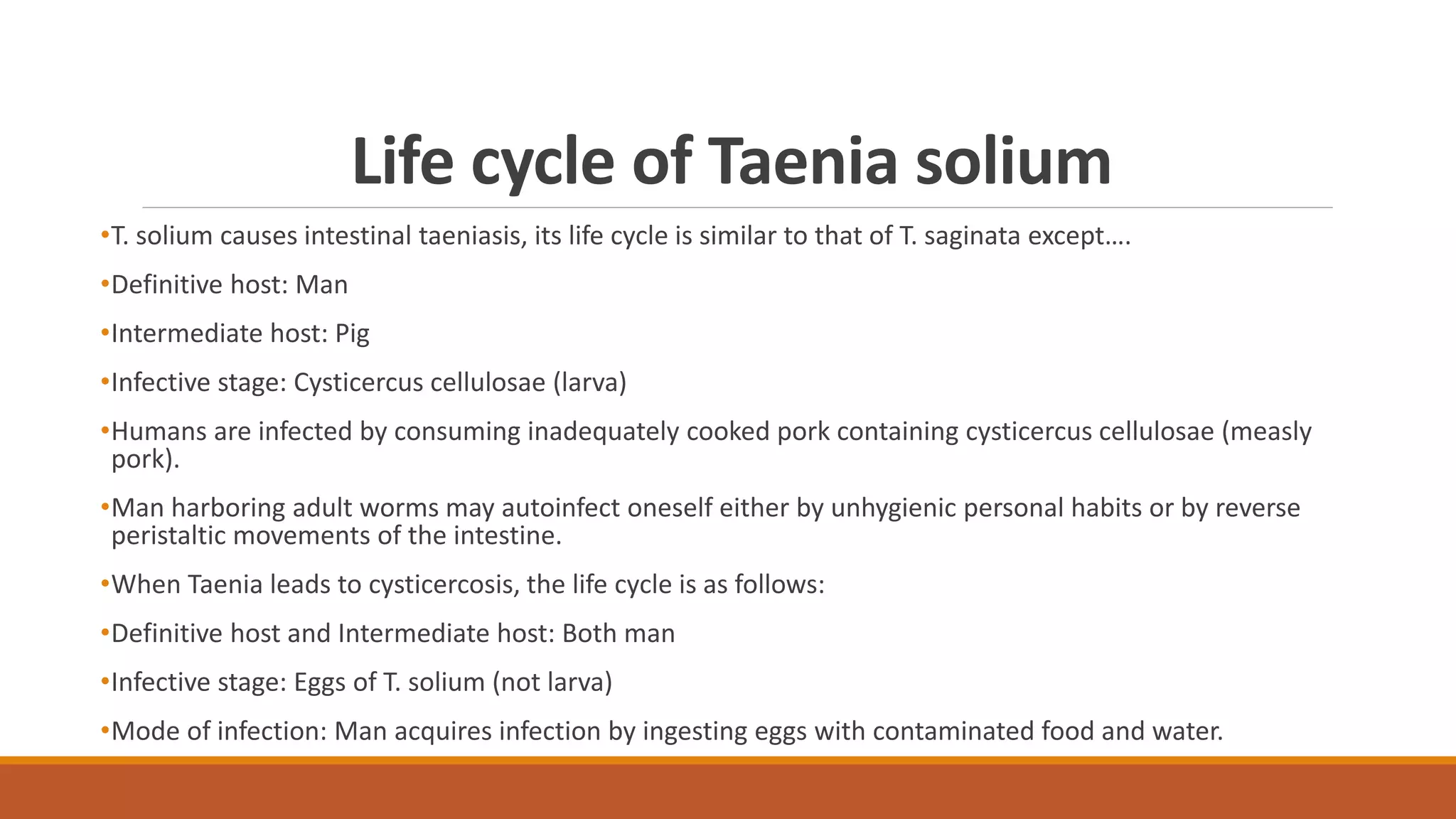 Lecture 19 (Tapeworms).pptx