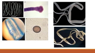 Lecture 19 (Tapeworms).pptx