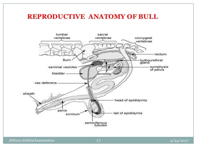 Bull Testicular Anatomy