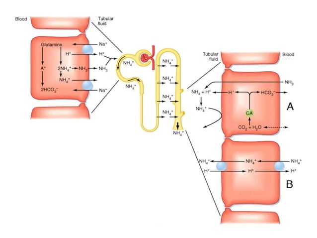 Lecture 1 Acid,base, buffers.pptx and function | PPTX