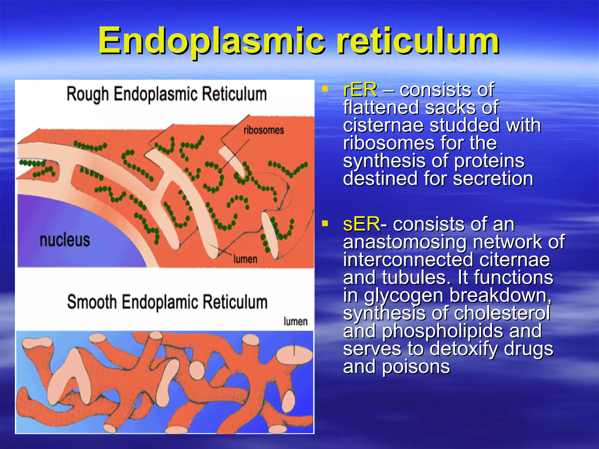 Lecture1 a gen physiology | PPT