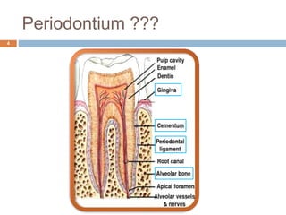 Aging and periodontium | PPTX