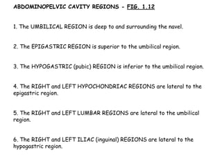 Lecture 1 Anatomy and physiology Introduction | PPTX