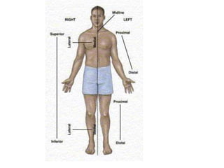 Lecture 1 Anatomy and physiology Introduction | PPTX